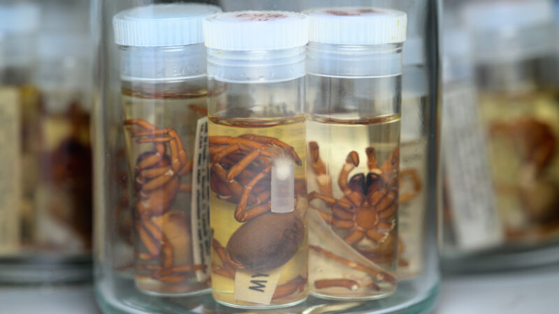 Terrestrial Arthropods – SDSU Biodiversity Museum